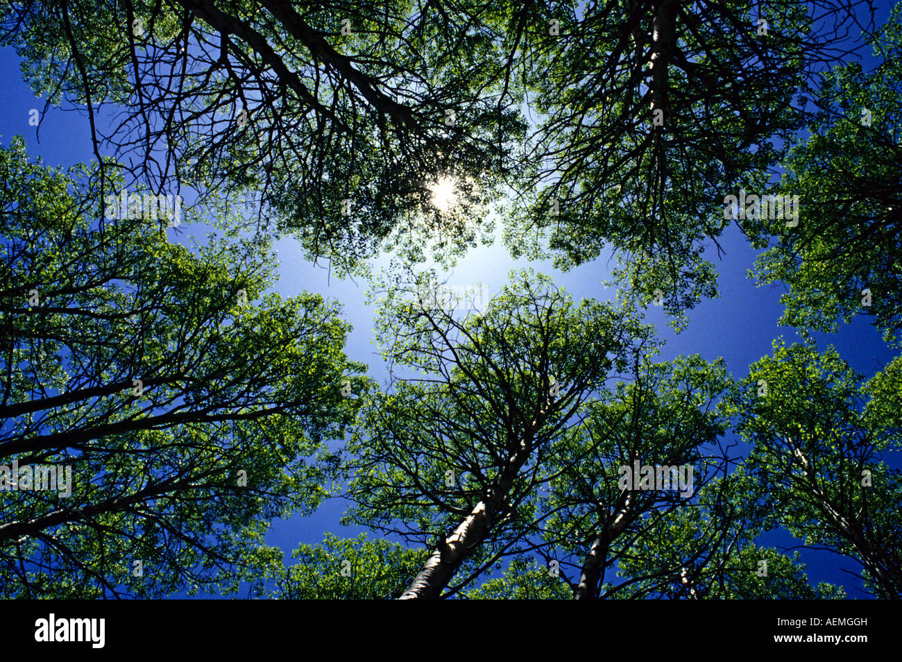 Looking up at tree tops Stock Photo - Alamy