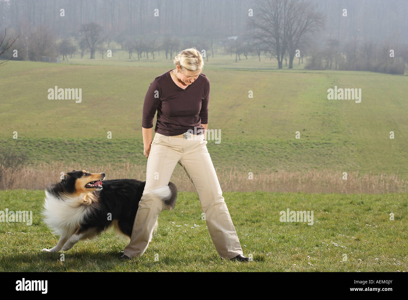 woman and Collie - Dog Dancing Stock Photo - Alamy