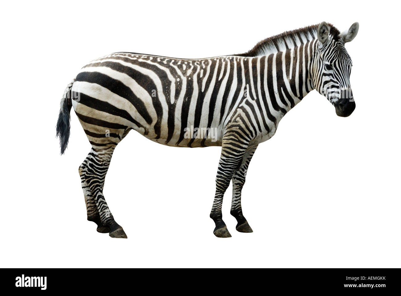 Zebra white background studio shot Stock Photo - Alamy