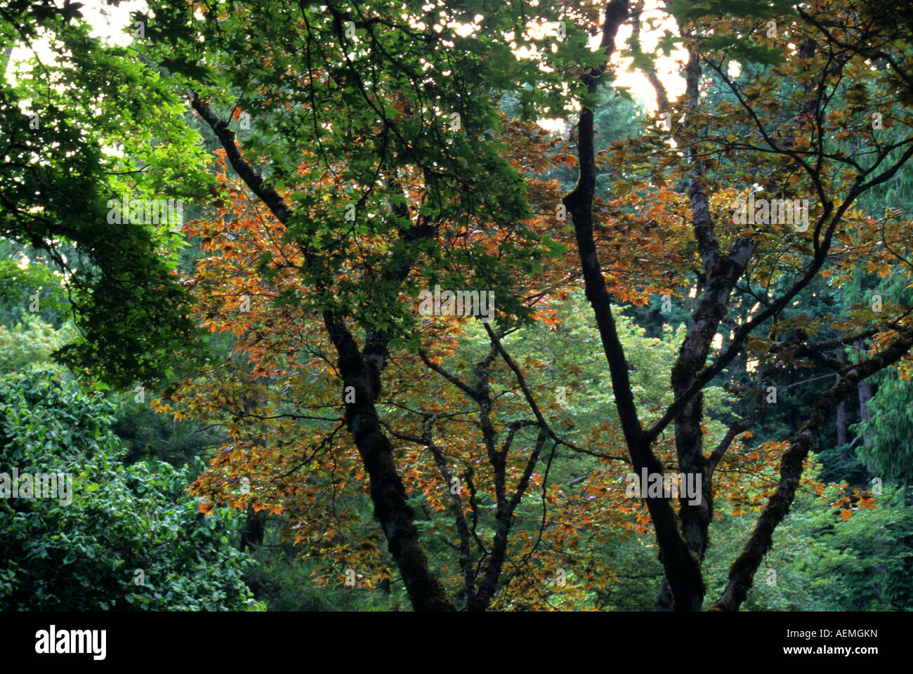 Mixed forest leaf hi-res stock photography and images - Alamy