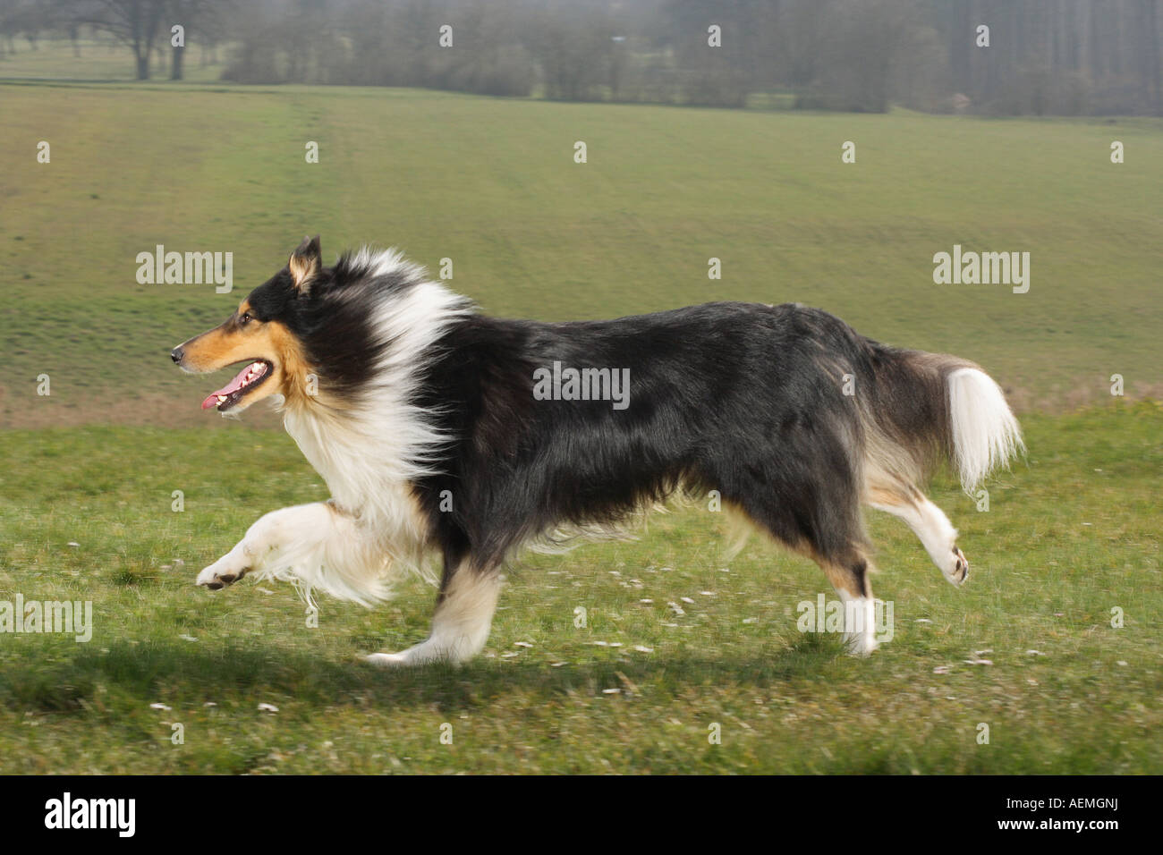 Collie - walking on meadow Stock Photo - Alamy