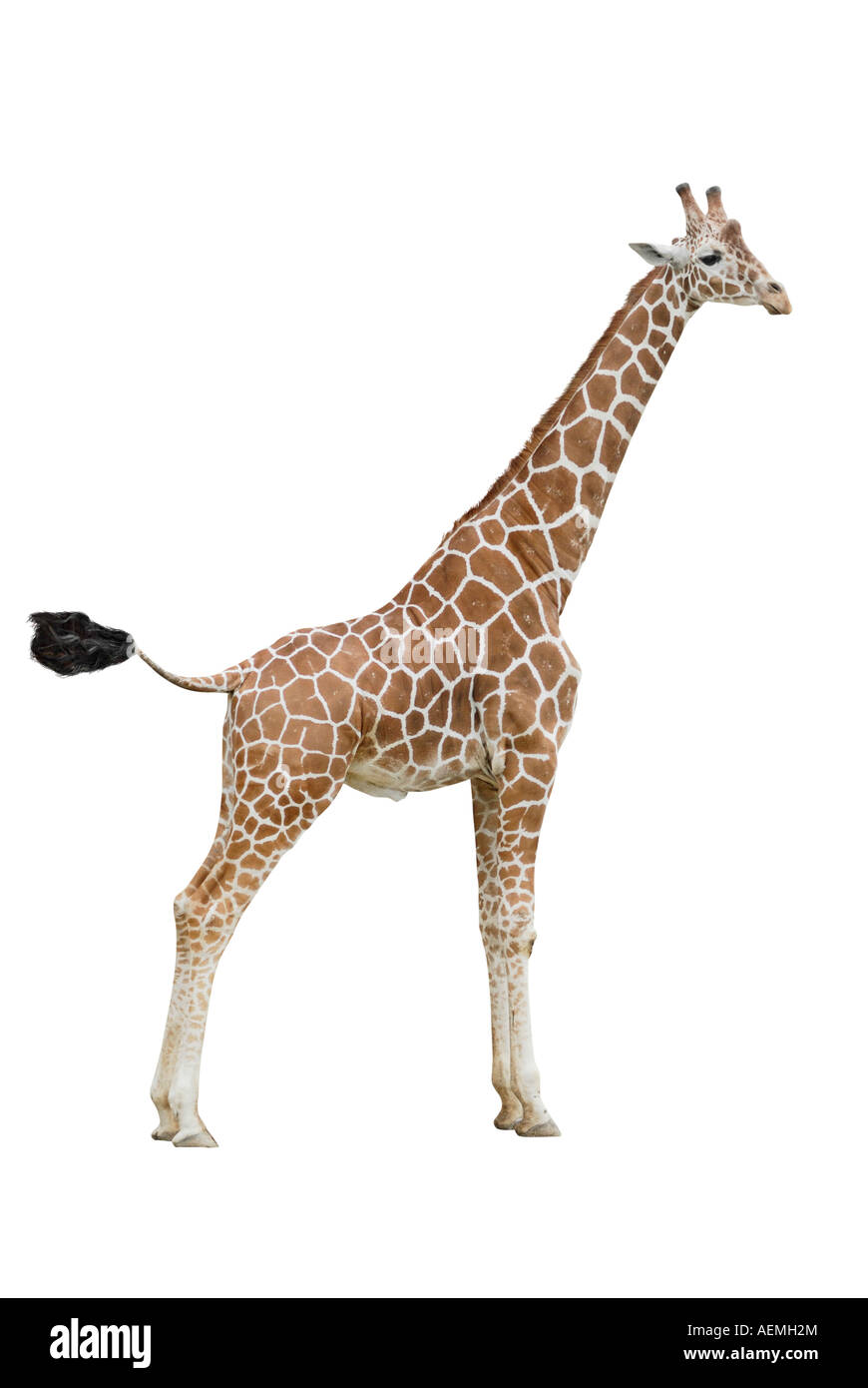 Giraffe Giraffa white background Stock Photo - Alamy