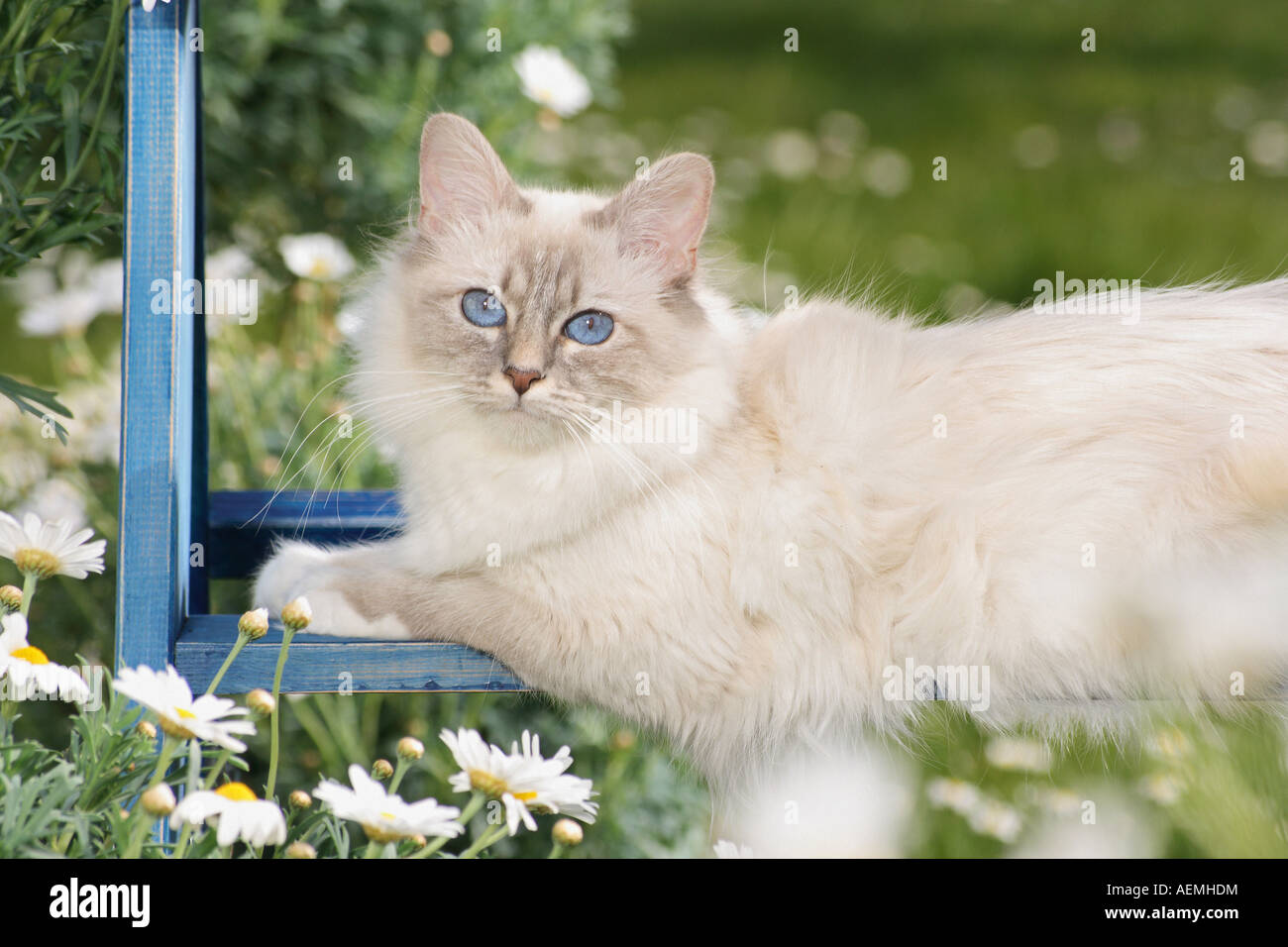 Sacred cat of Burma - lying Stock Photo - Alamy