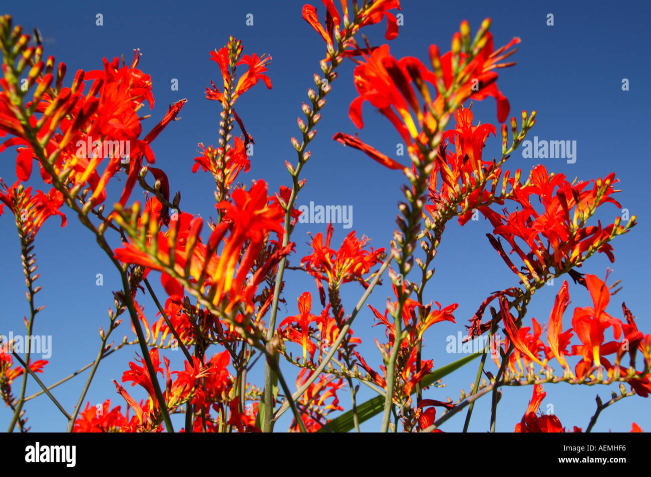 Montbretia flowers growing in holehird Gardens windermere Cumbria Stock ...