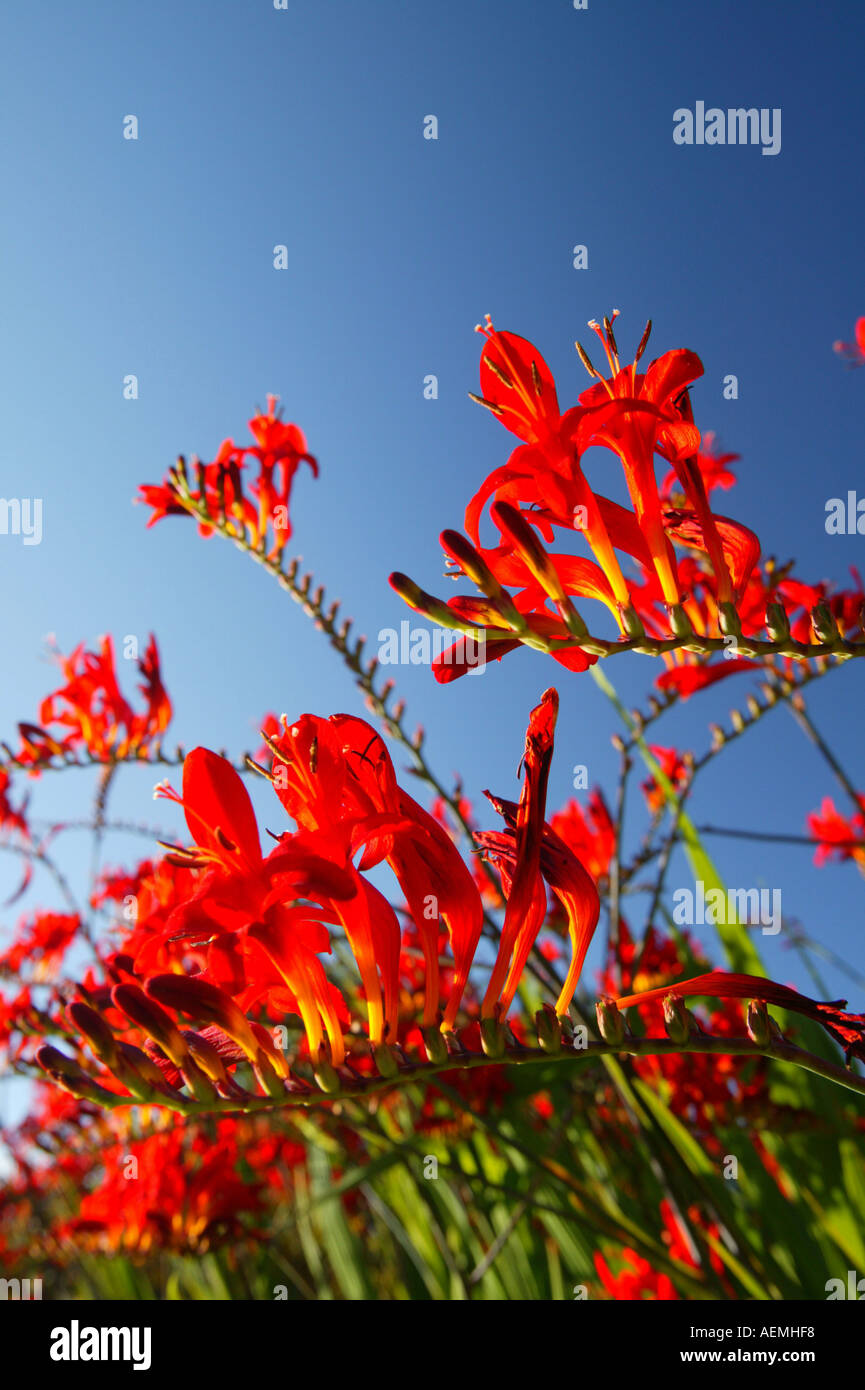 Montbretia flowers growing in holehird Gardens windermere Cumbria Stock ...