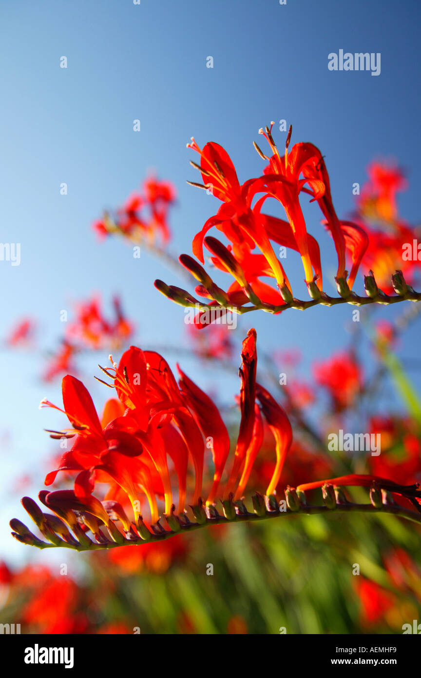 Montbretia flowers growing in holehird Gardens windermere Cumbria Stock ...