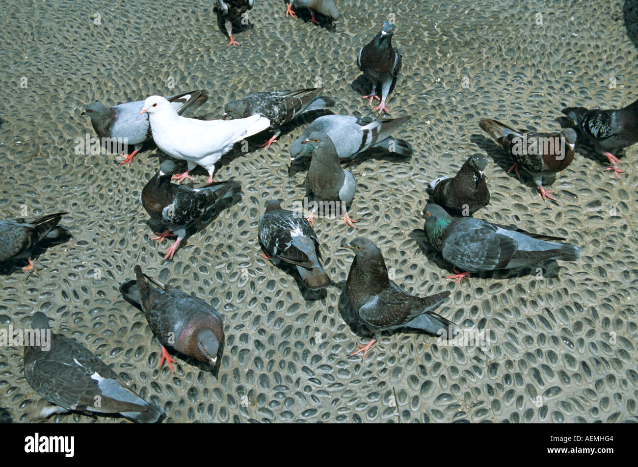Peruanos Come Palomas
