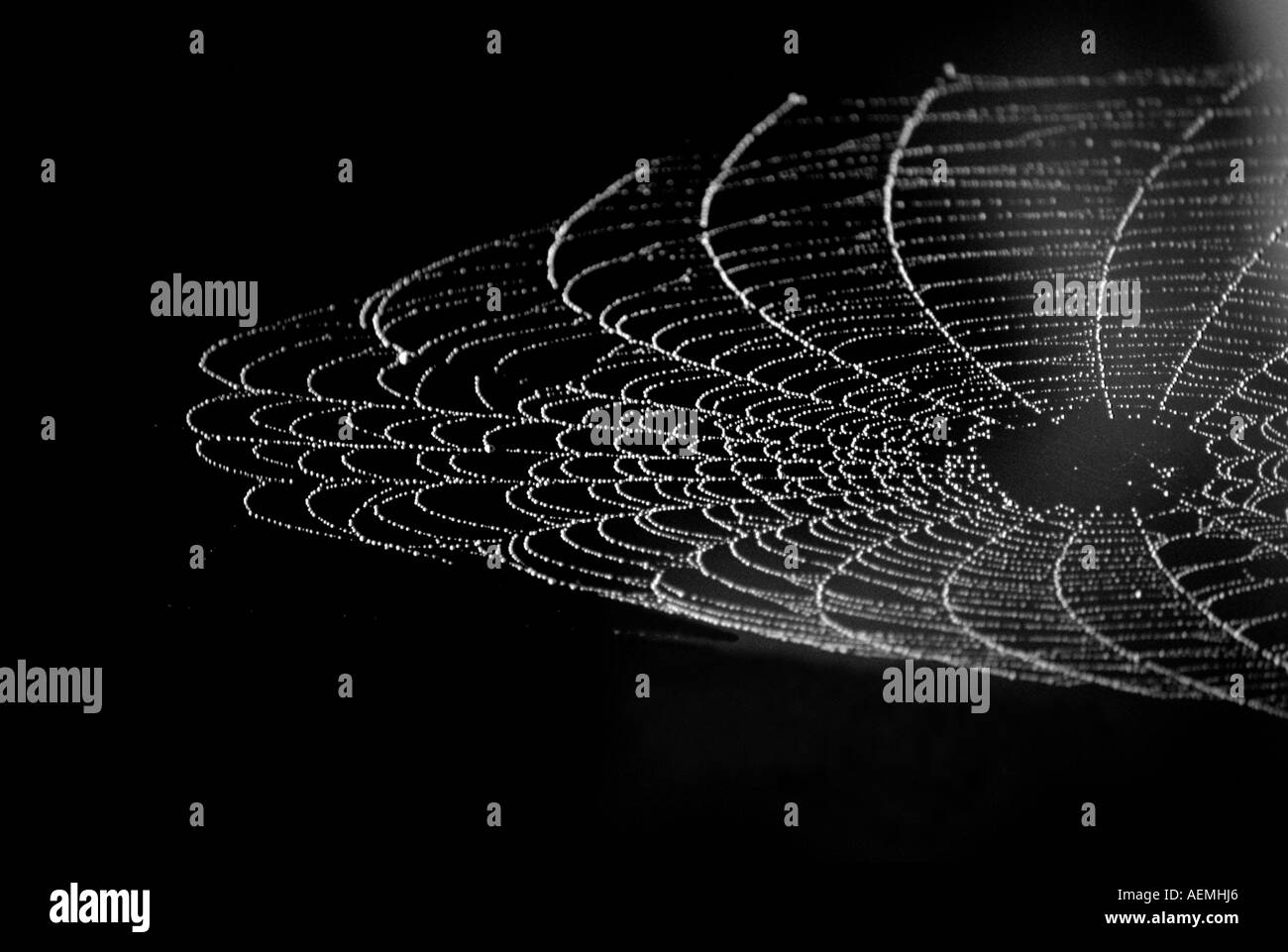 Lace web spider hi-res stock photography and images - Alamy