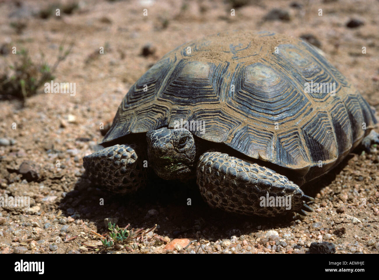 California desert tortoise hi-res stock photography and images - Alamy