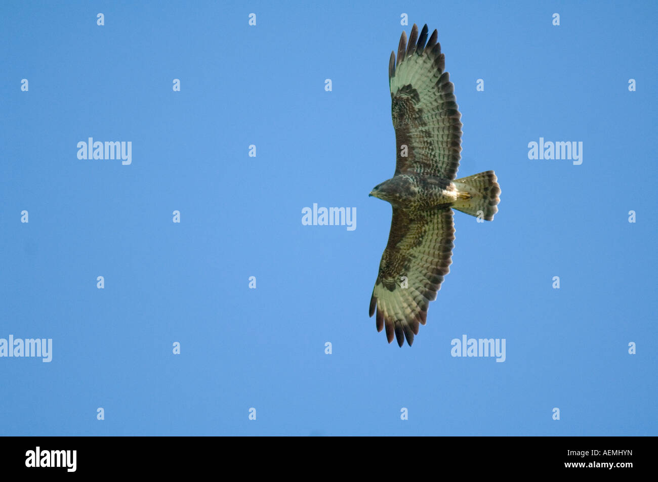 common buzzard - flying / Buteo buteo Stock Photo - Alamy