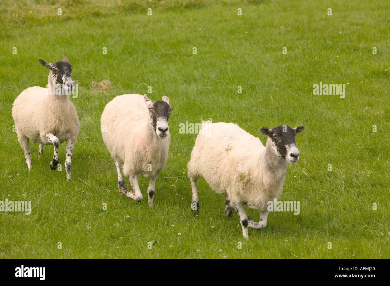 Running of the sheep hi-res stock photography and images - Alamy