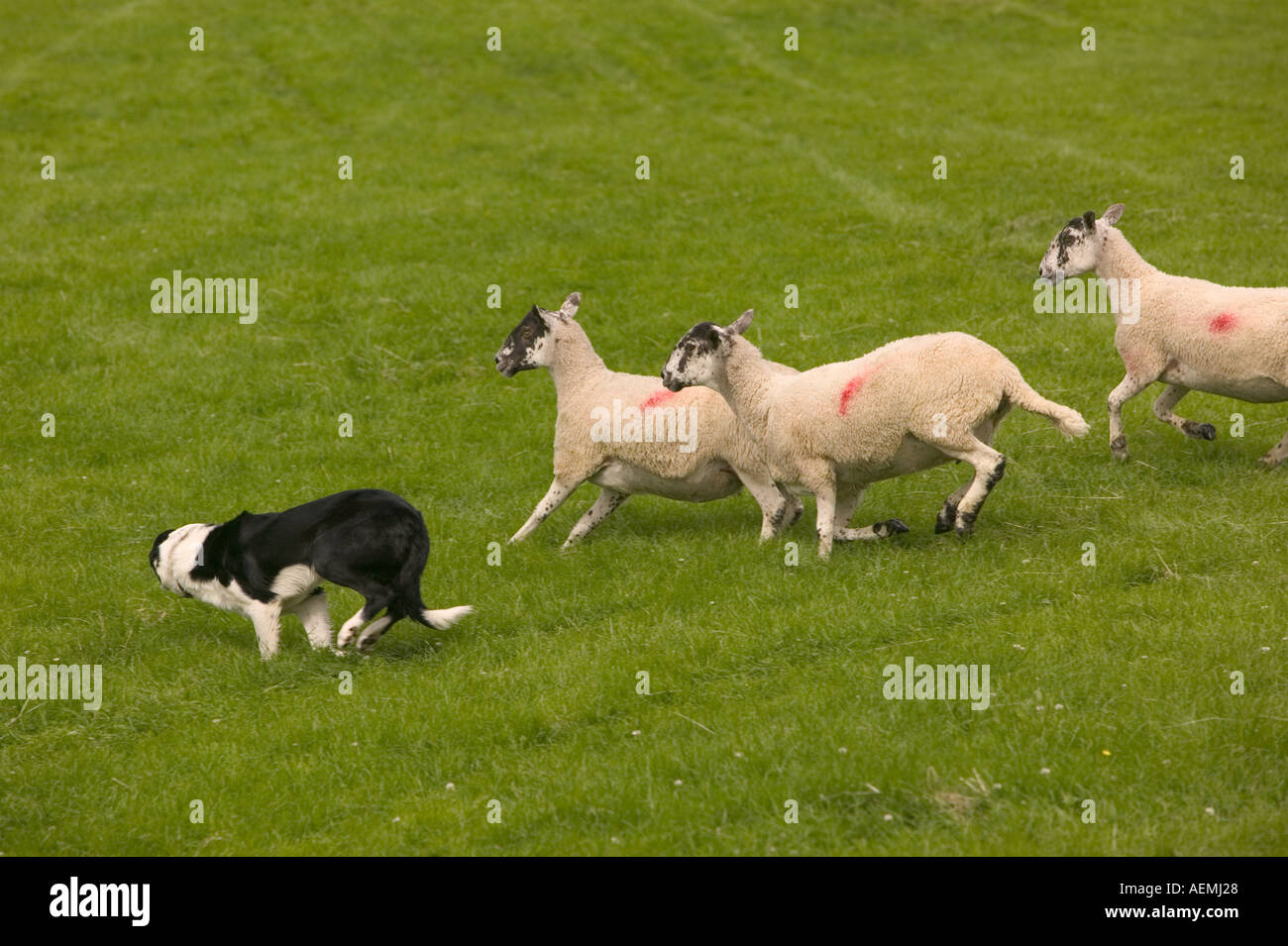Bond sheep hi-res stock photography and images - Alamy