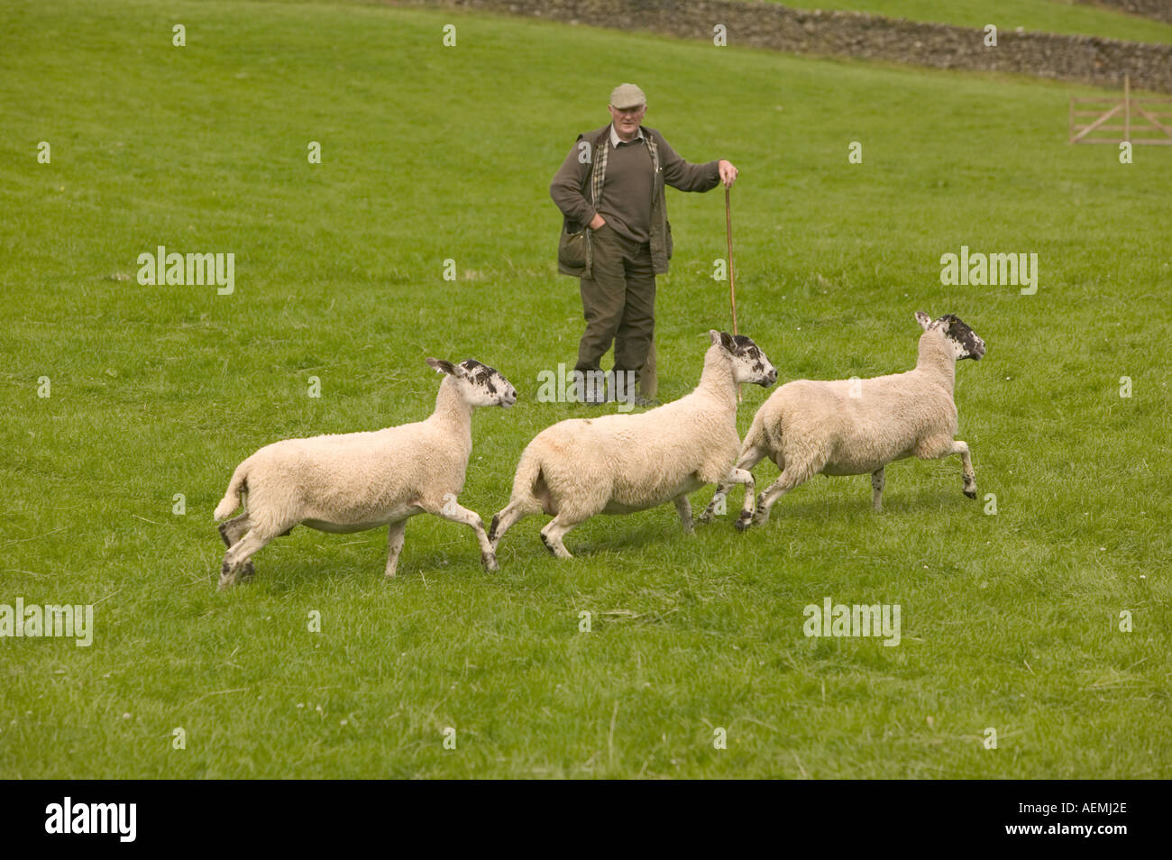 Shepherd rounding up sheep with a border Collie sheepdog at the Ings ...