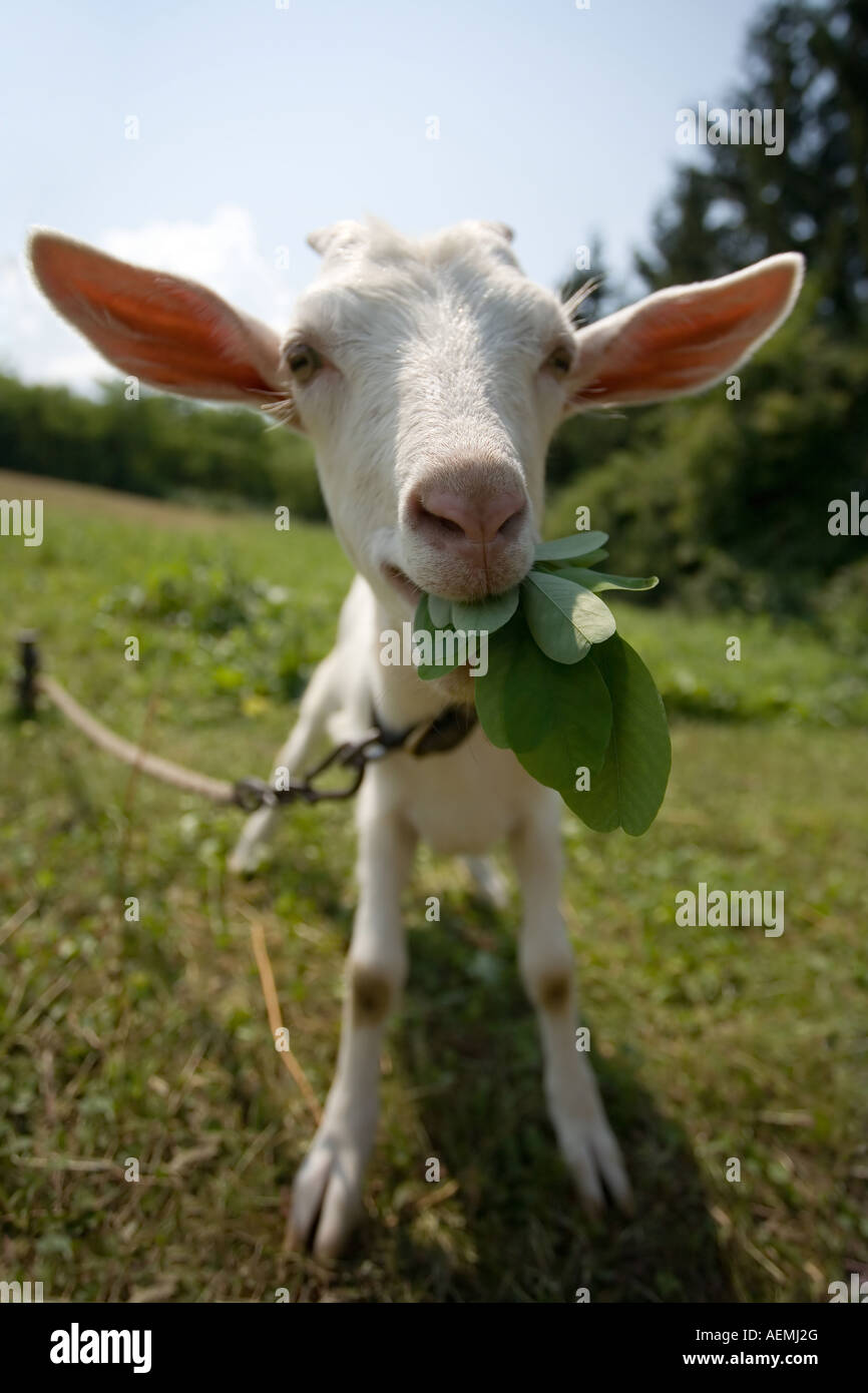 white goat focus on his nose Stock Photo - Alamy