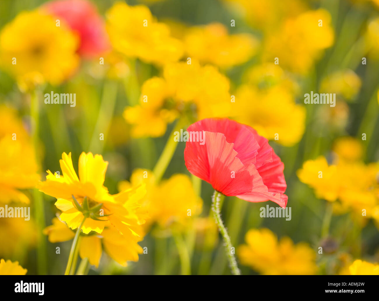 Red poppies and yellow daisies wildflowers in Richland Wildflower ...