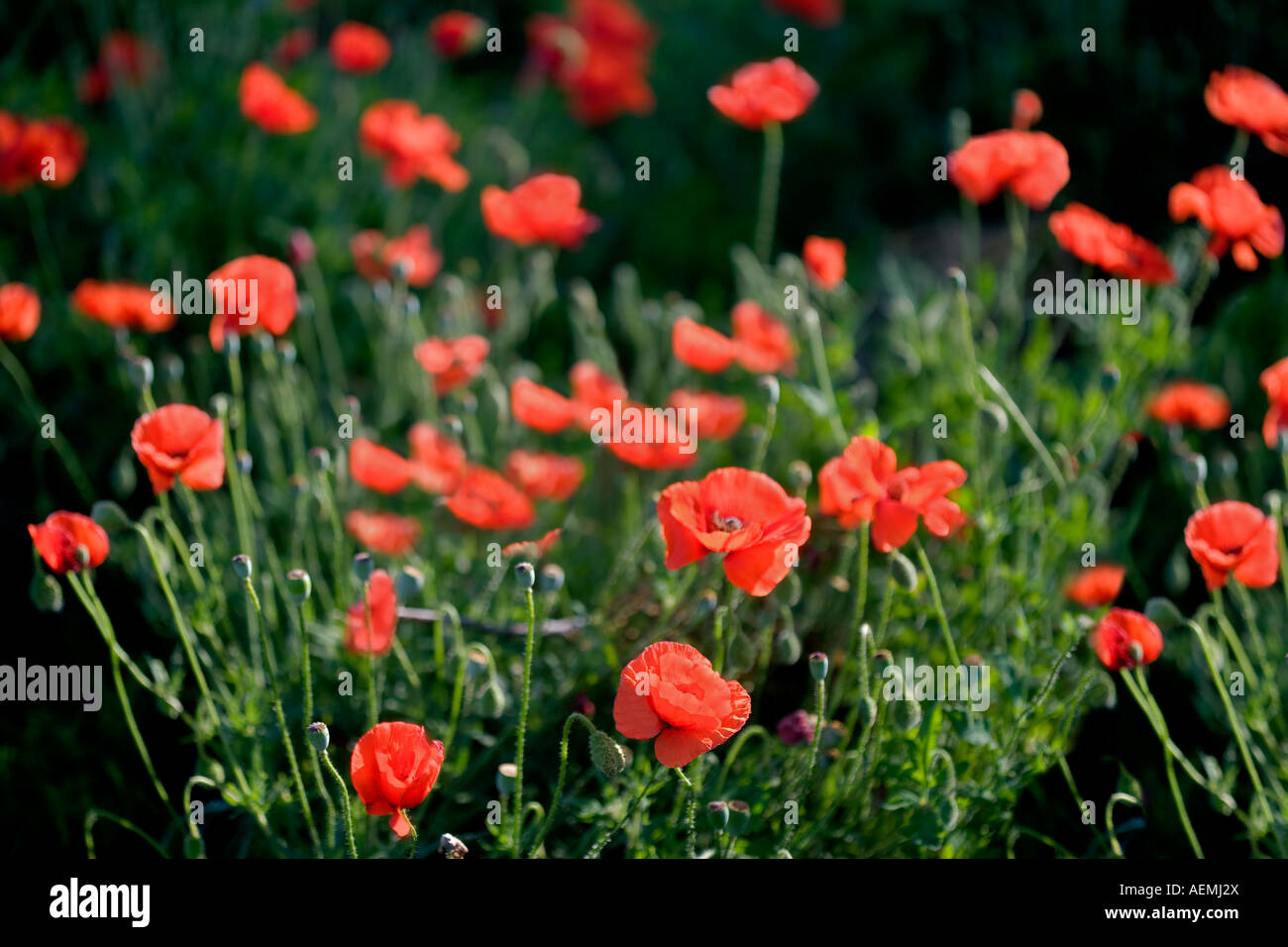 Red poppies wildflowers in Richland Wildflower Project Richland Oregon ...