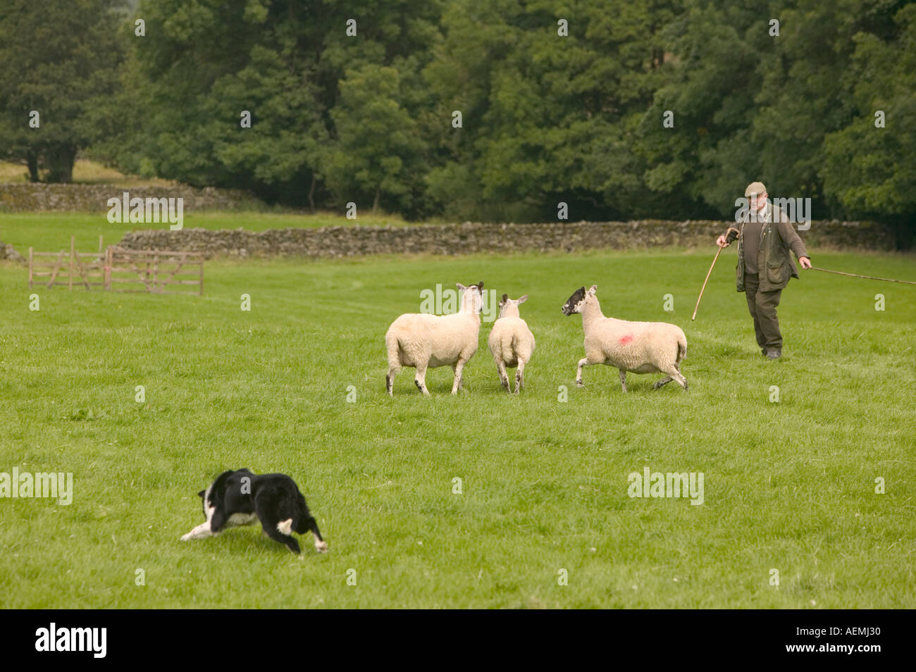 Shepherd rounding up sheep with a border Collie sheepdog at the Ings ...