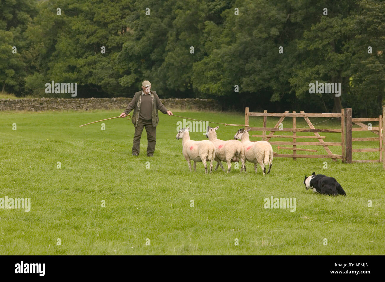 National Sheep Dog Trials High Resolution Stock Photography and Images ...