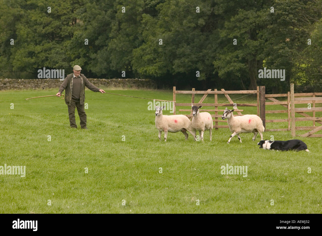 Shepherd rounding up sheep with a border Collie sheepdog at the Ings ...