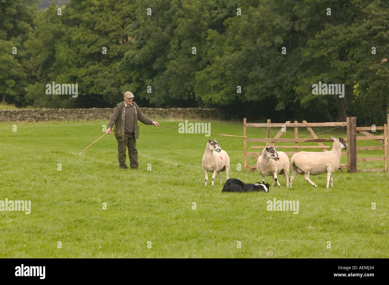 Shepherd rounding up sheep with a border Collie sheepdog at the Ings ...