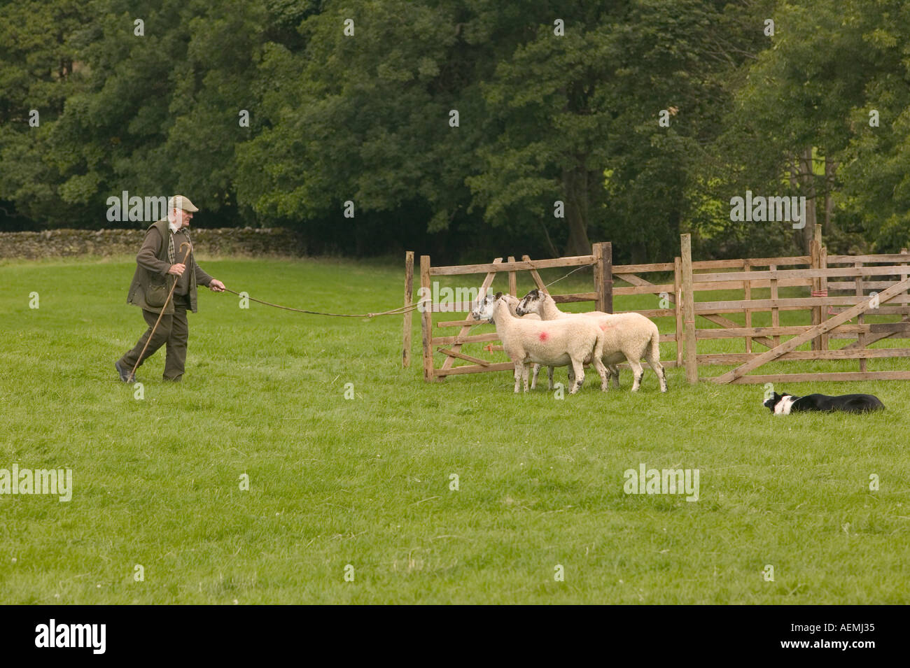 Shepherd rounding up sheep with a border Collie sheepdog at the Ings ...