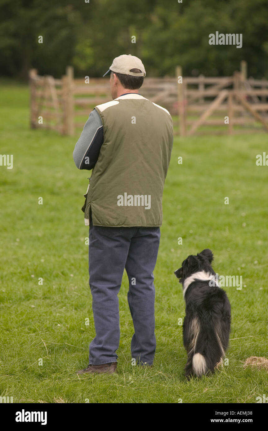 Shepherd rounding up sheep with a border Collie sheepdog at the Ings ...