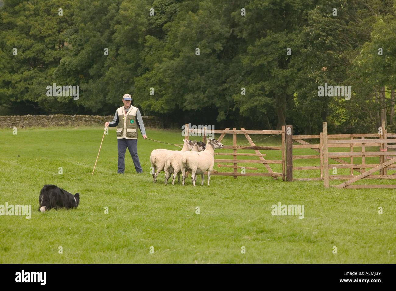 Collie rounding sheep hi-res stock photography and images - Alamy