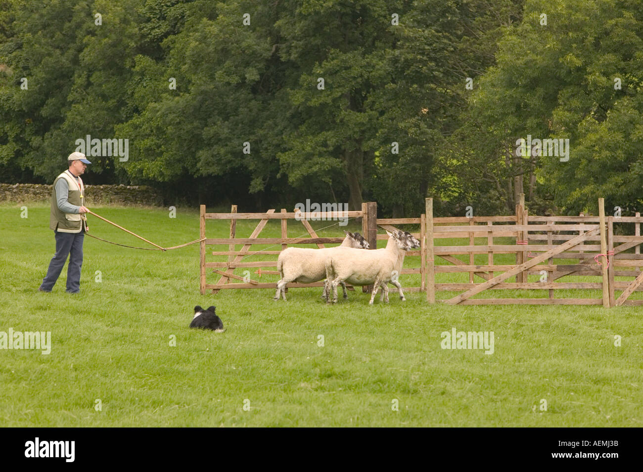 Sheep dog rounding up sheep competition hi-res stock photography and ...