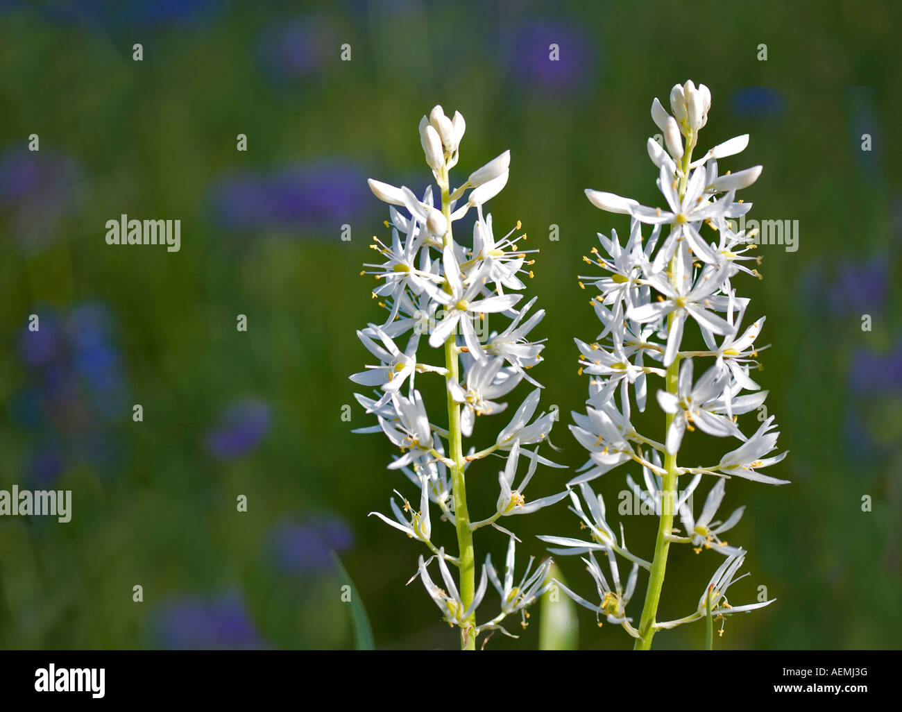 Close up of white Camas Lily wildflower Hell s Canyon oregon Stock ...