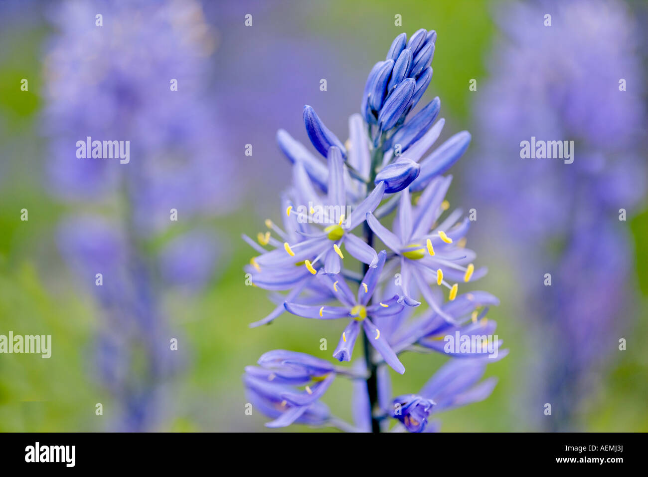 Close up of Camas Lily wildflower. Hell s Canyon Oregon Stock Photo - Alamy