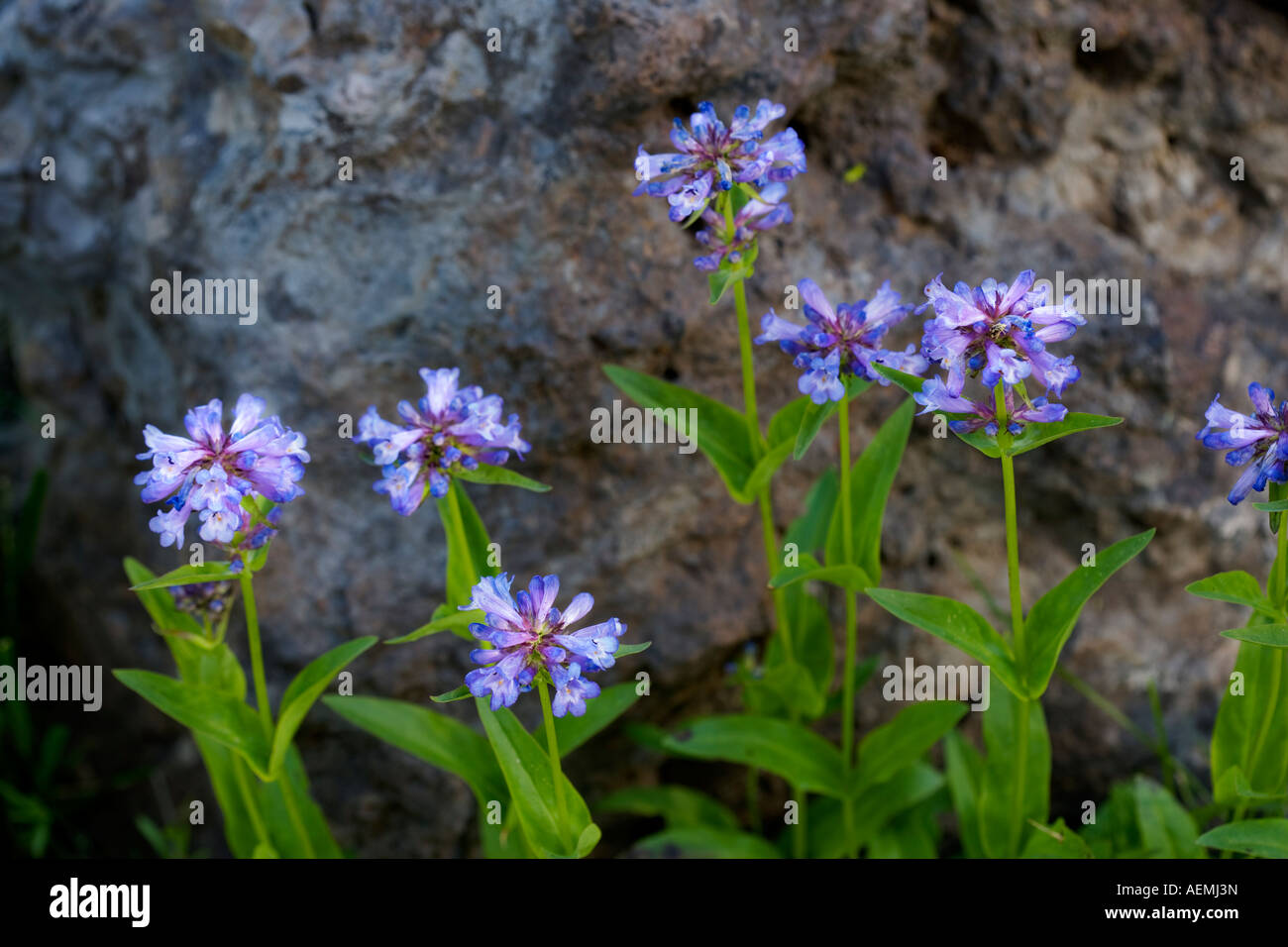 Penstemon wildflower growing in rock in Hell s Canyon National ...