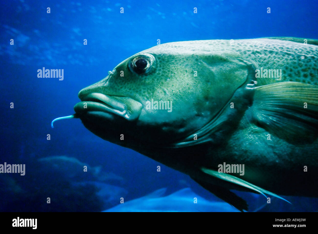 Close up of a cod, Gadhus Morhua. Edible fish Stock Photo - Alamy