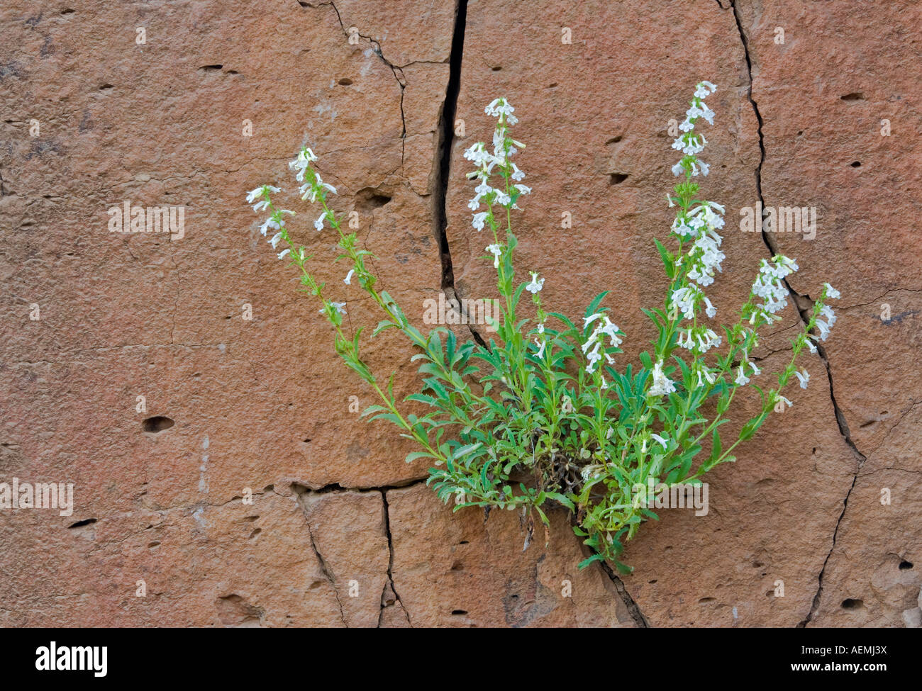 Hot Rock Penstemon Penstemon deustus wildflower in rock cliff Hell s ...