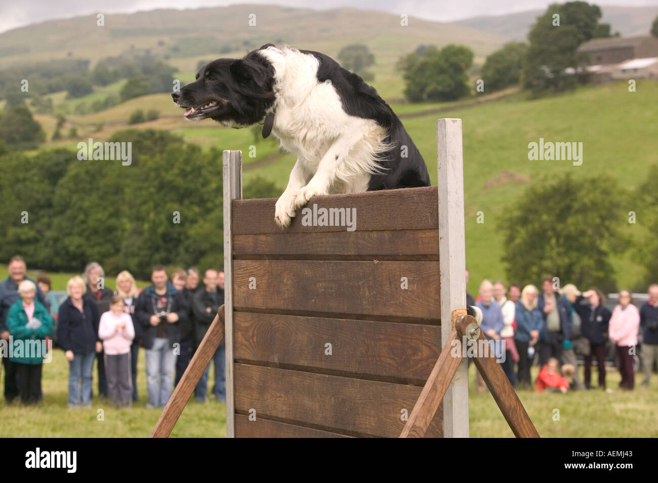 How High Can Border Collies Jump