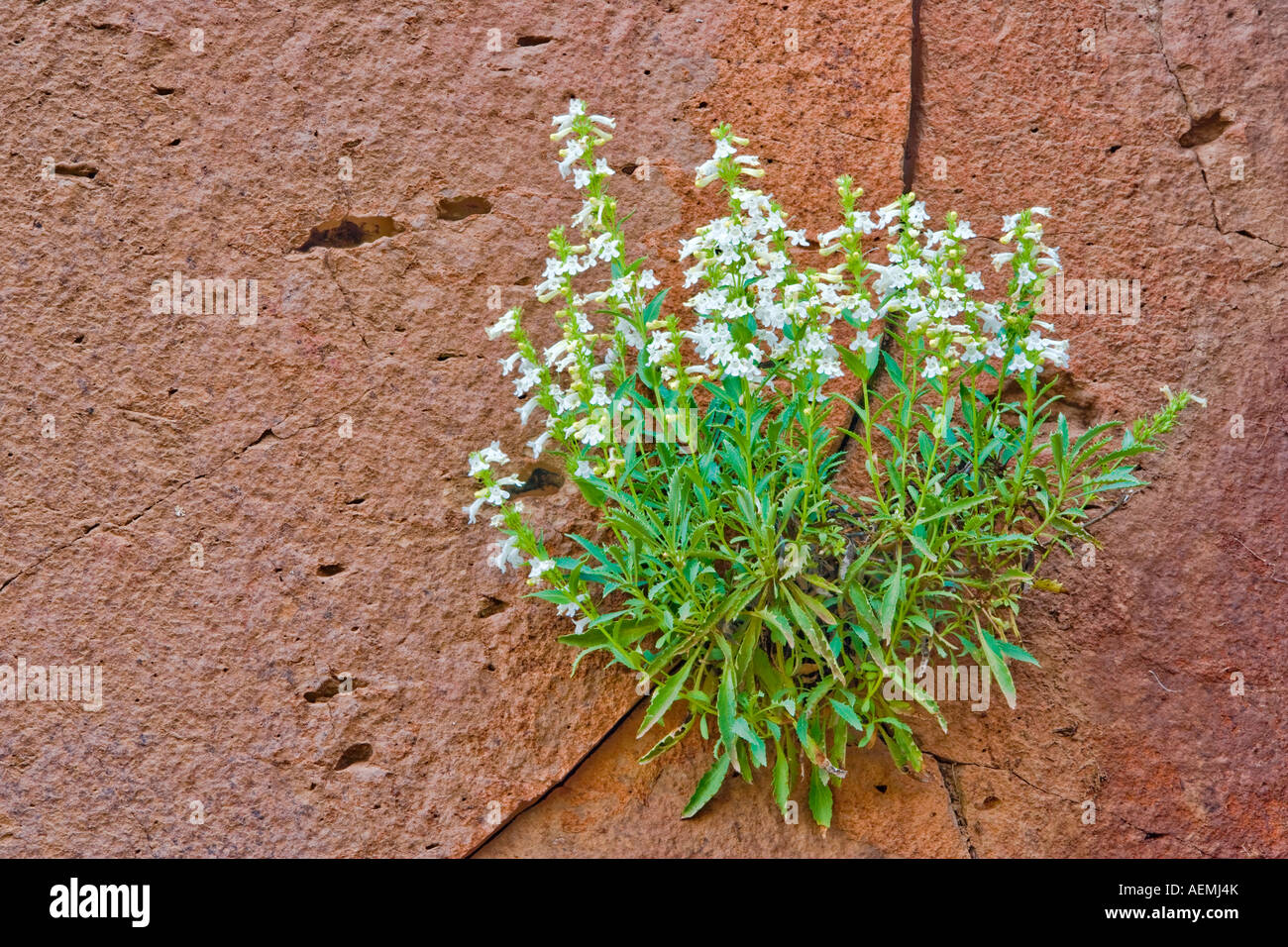 Hot Rock Penstemon Penstemon deustus wildflower in rock cliff Hell s ...