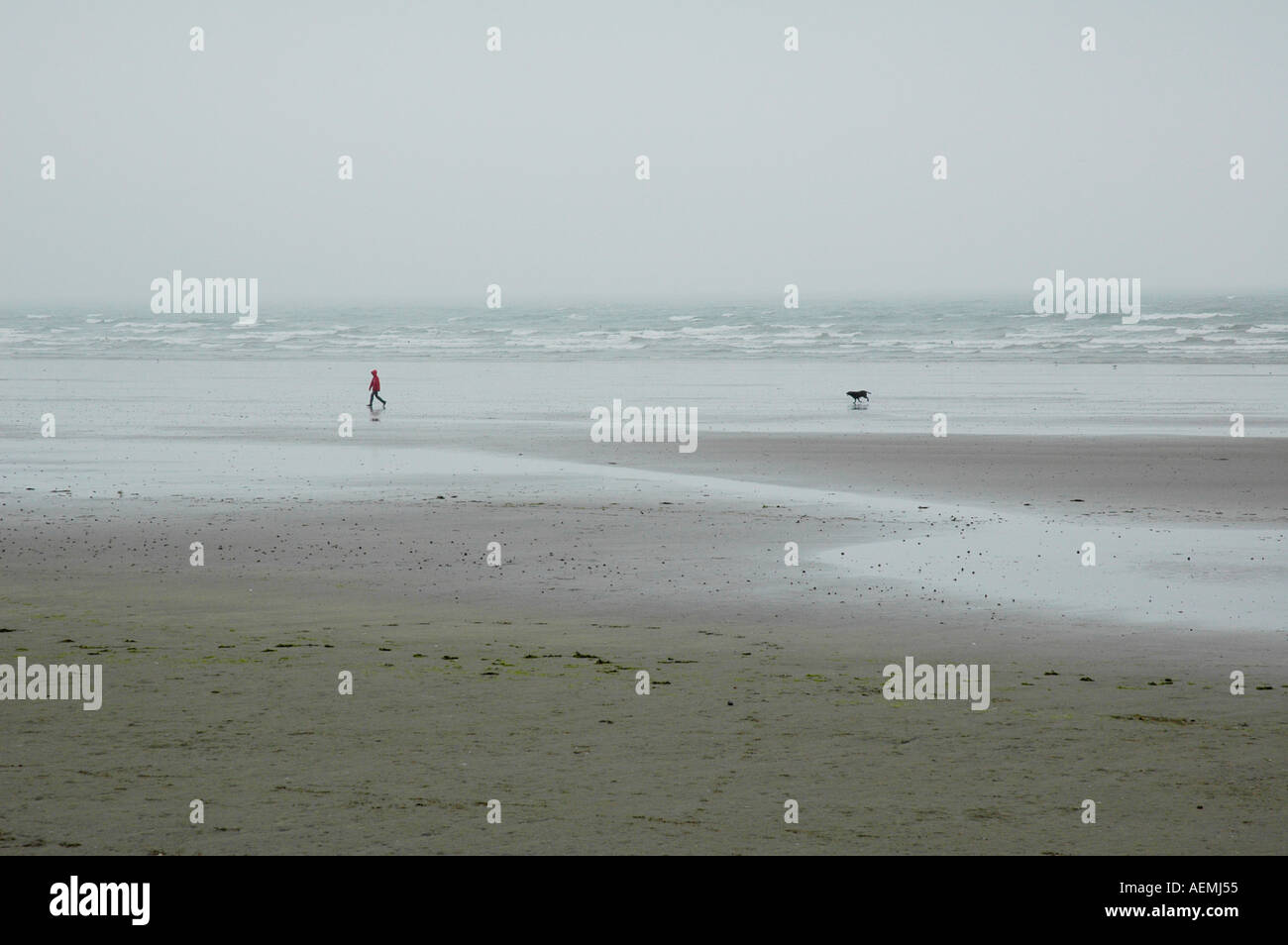 Pendine sands dog hi-res stock photography and images - Alamy