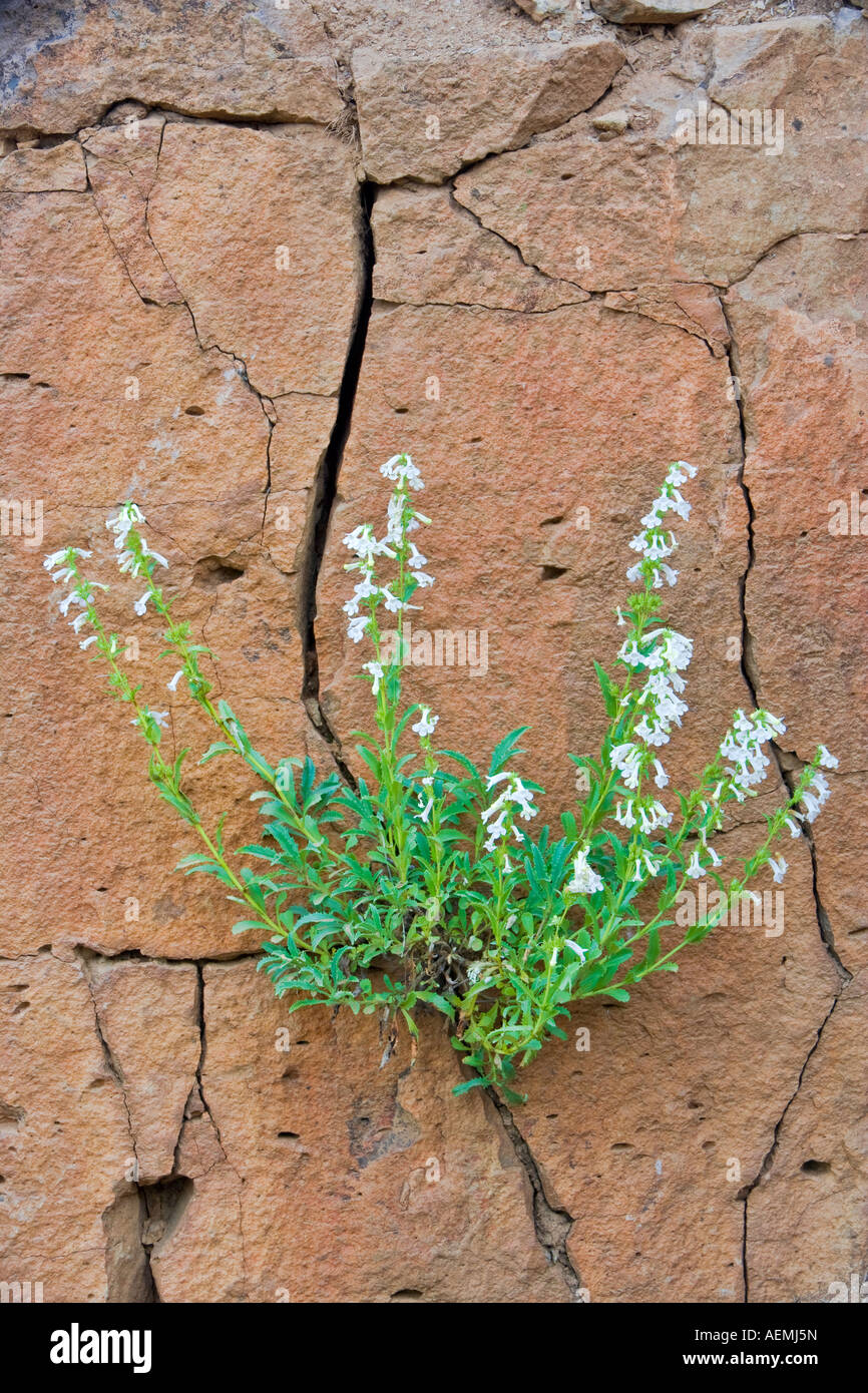 Hot Rock Penstemon Penstemon deustus in rock cliff Hell s Canyon ...