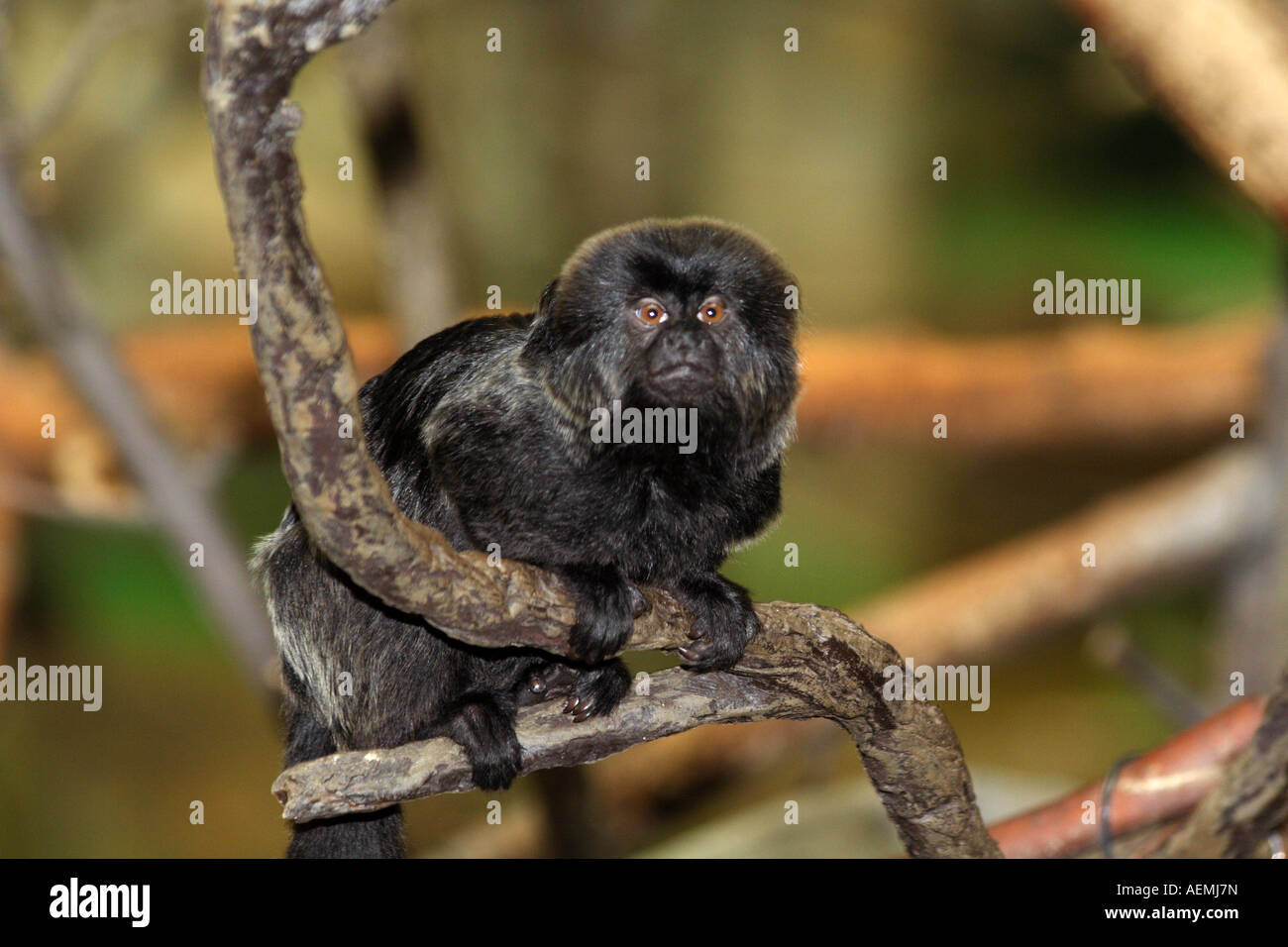 CALLIMICO (Callimico goeldii) at Brookfield zoo Stock Photo - Alamy