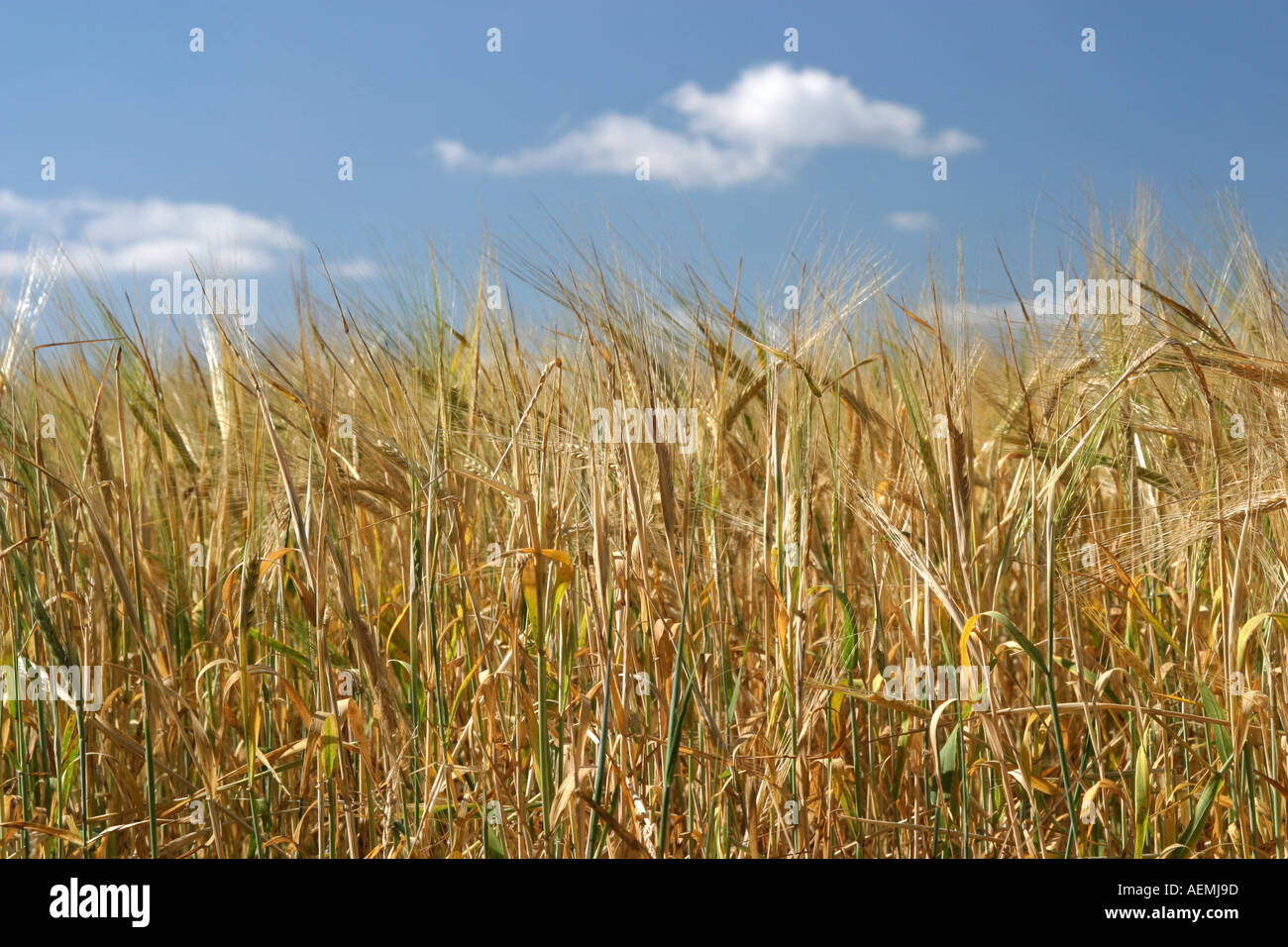 British arable weeds hi-res stock photography and images - Alamy