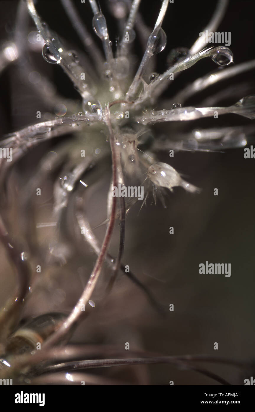 Seedhead clematis dew hi-res stock photography and images - Alamy