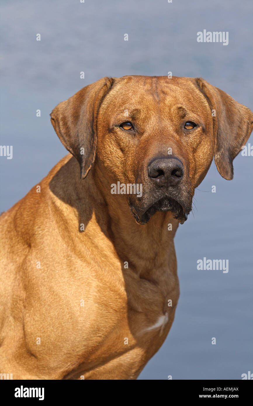 Ridgebacks hi-res stock photography and images - Alamy