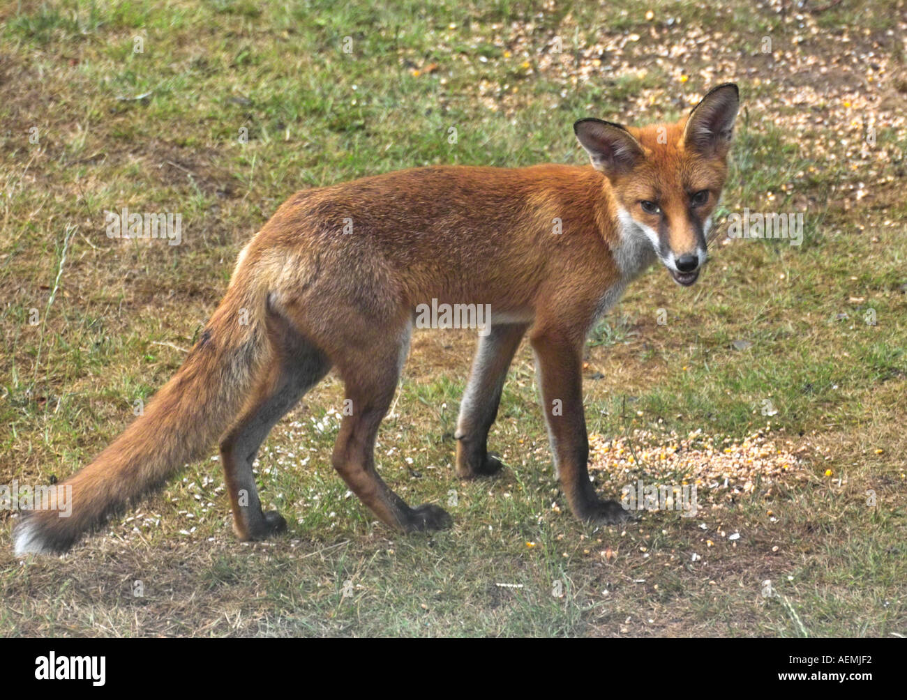 Fox creature hi-res stock photography and images - Alamy
