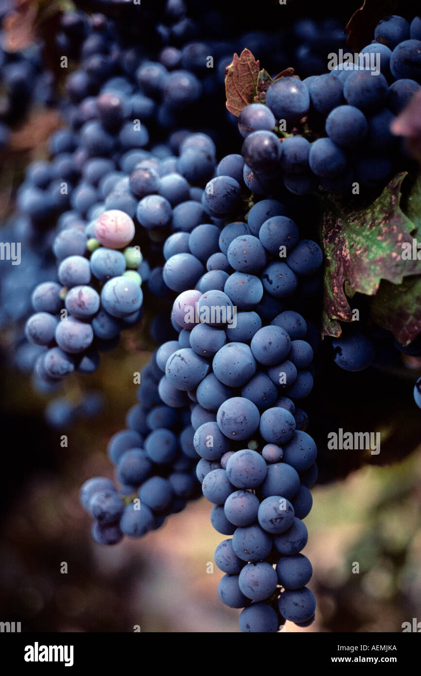 Grape cluster. Napa Valley, California Stock Photo - Alamy