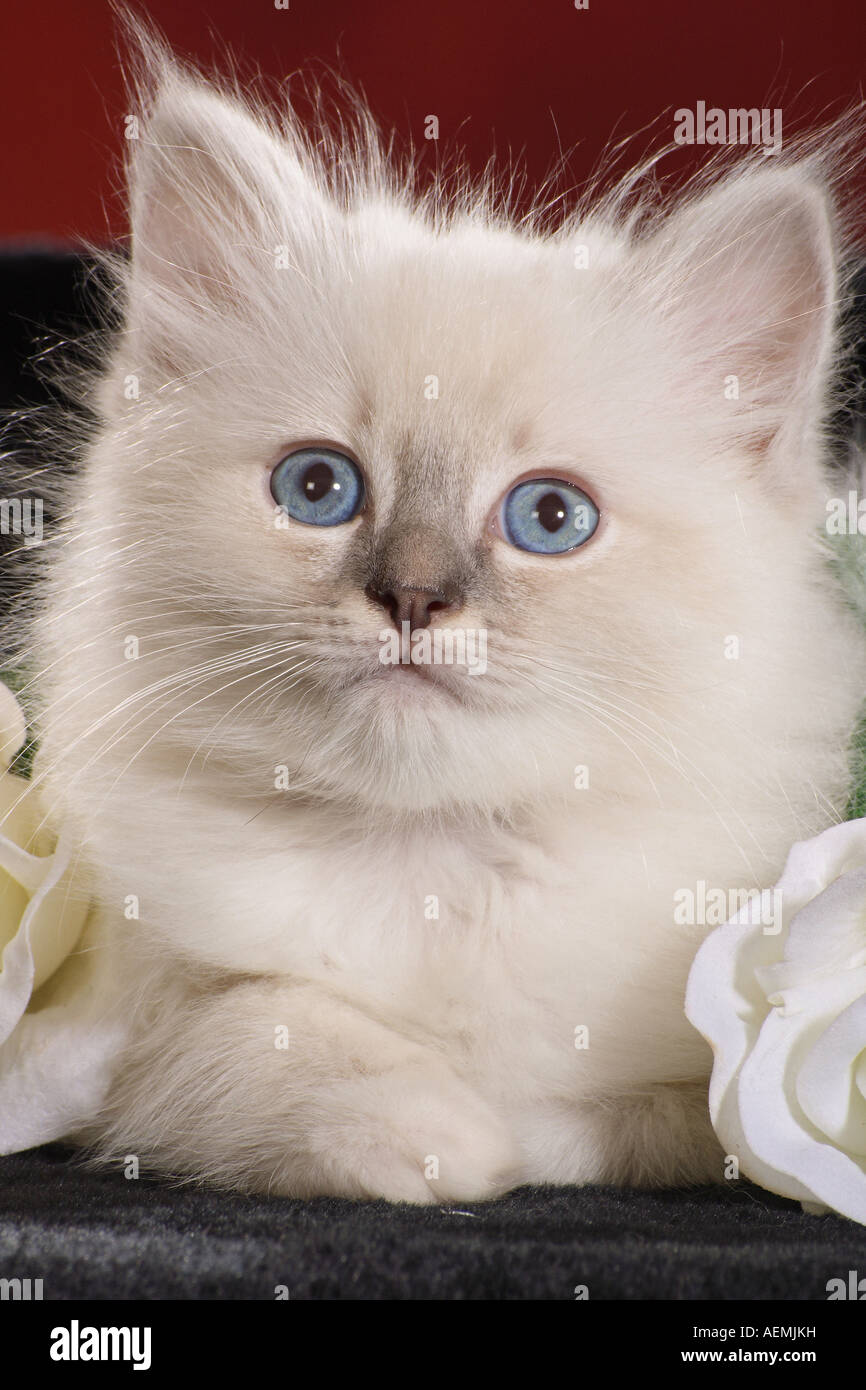 Sacred cat of Burma - kitten - lying Stock Photo - Alamy