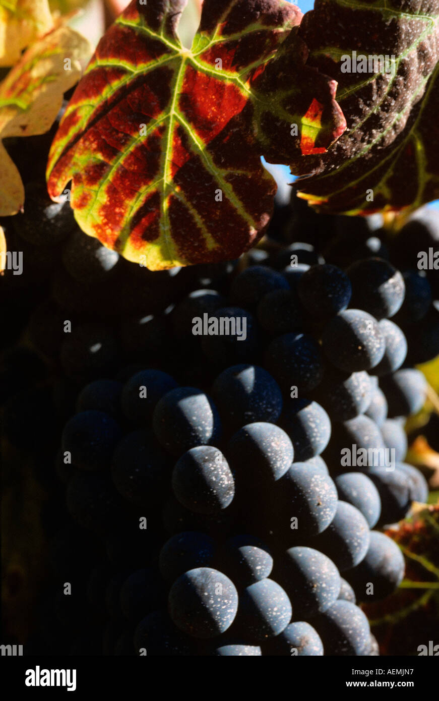 Red Grape cluster Stock Photo - Alamy