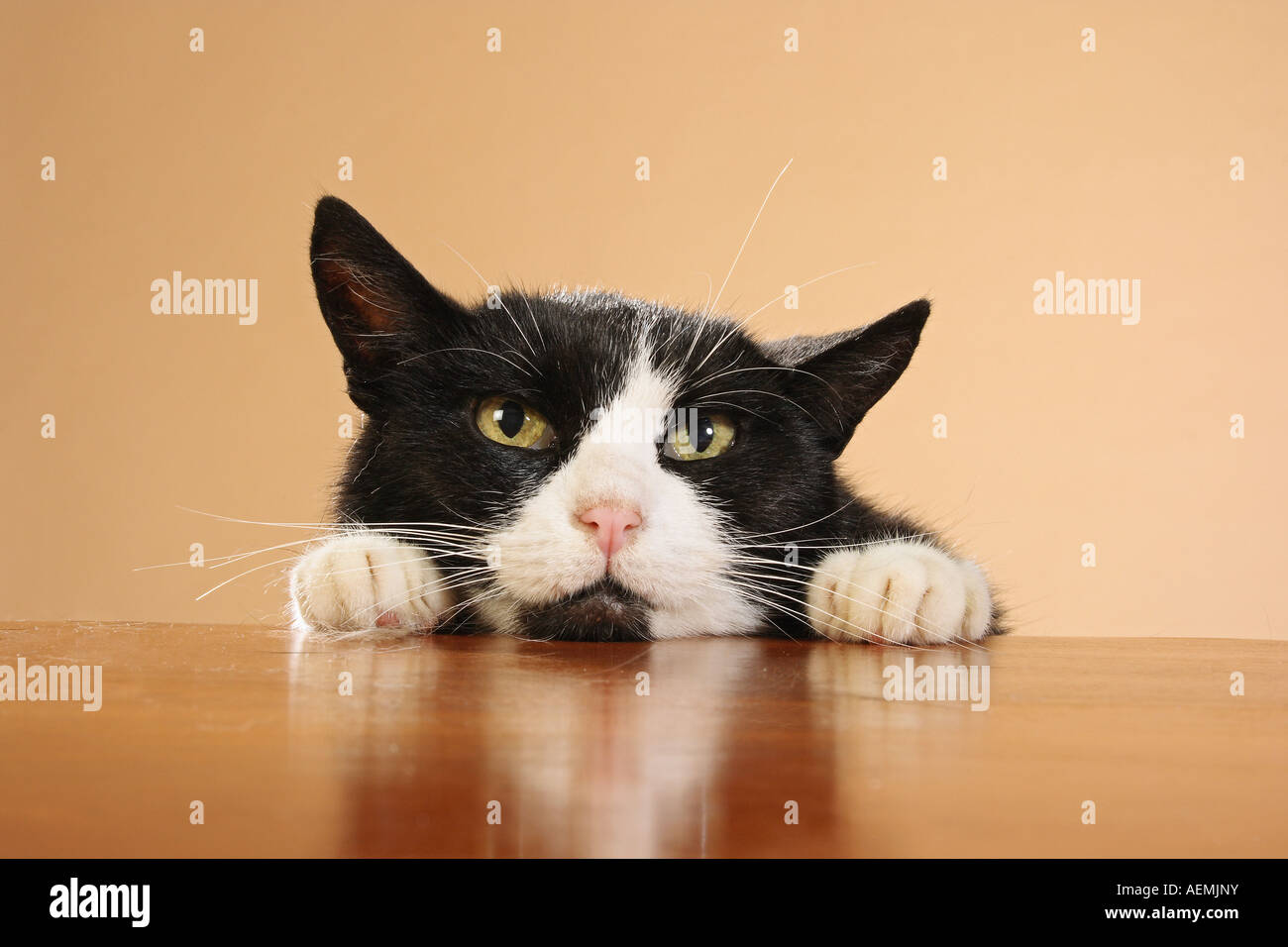 domestic cat - head and paws on edge of a table Stock Photo - Alamy