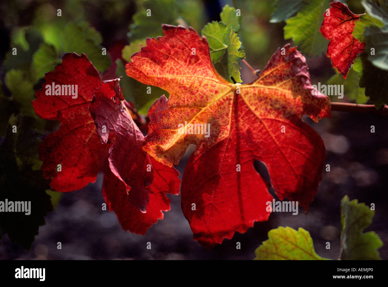 Grape leaves in fall color Stock Photo - Alamy