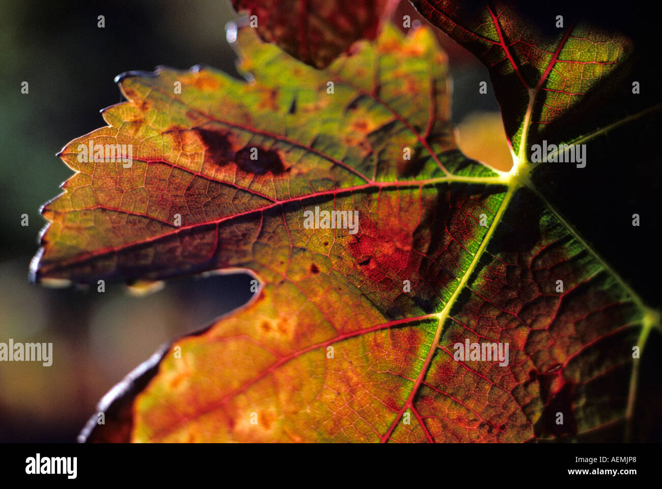 Grape leaves in fall color Stock Photo - Alamy