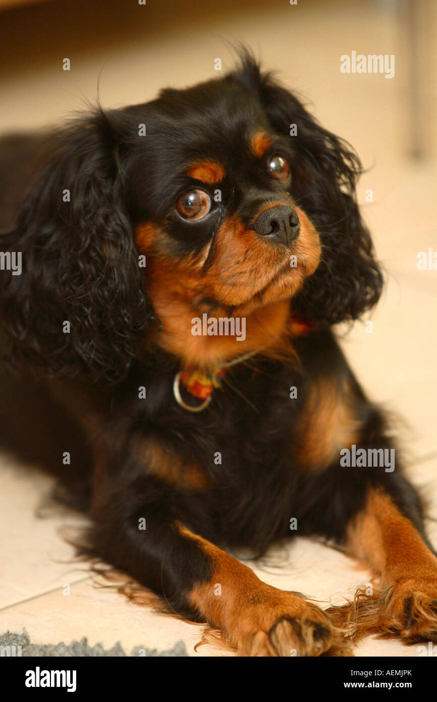 Cavalier King Charles Spaniel black and tan Stock Photo - Alamy