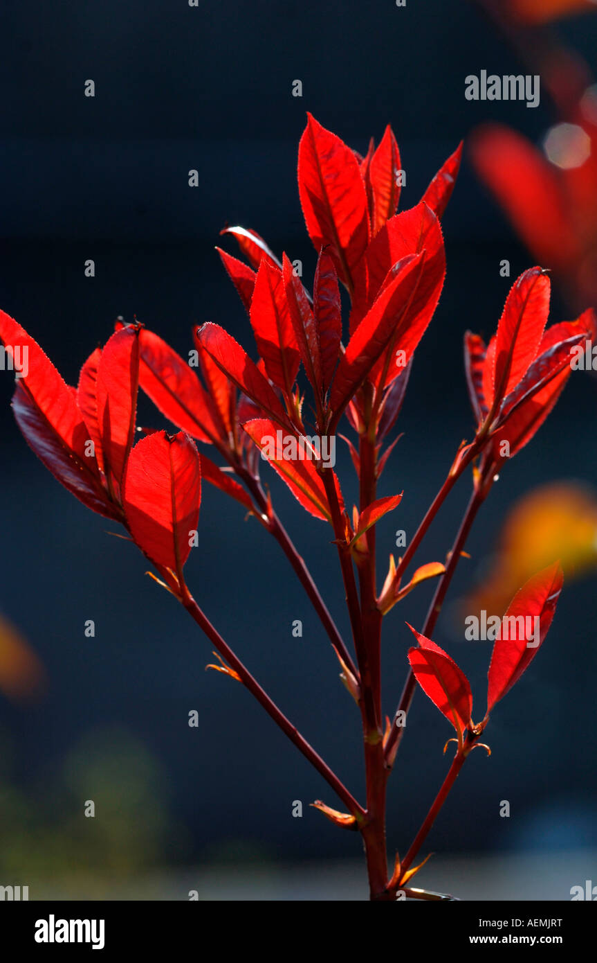 Photinia red robin shrub hi-res stock photography and images - Alamy